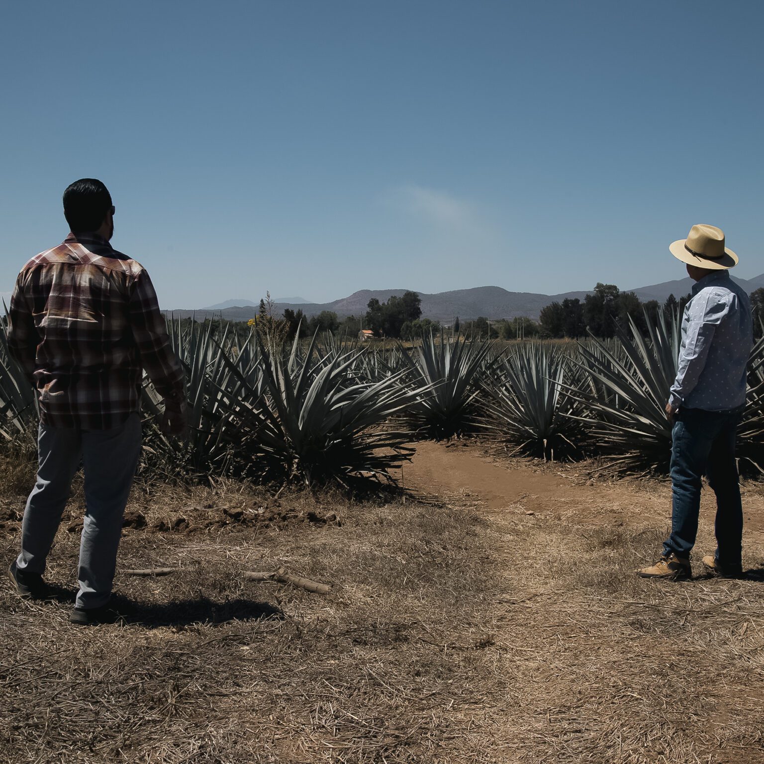 The denomination of origin of tequila | Tres Aromas Tequila